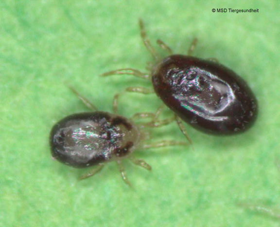 Fokusthema: Rote Vogelmilbe (Dermanyssus gallinae) - Vetion.de